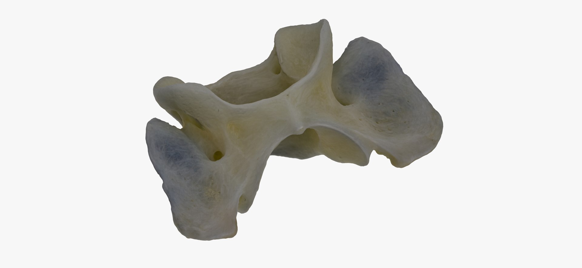 3D Domestic Cat Cervical Vertebrae C1 Atlas 01 RAW Scan - TurboSquid ...