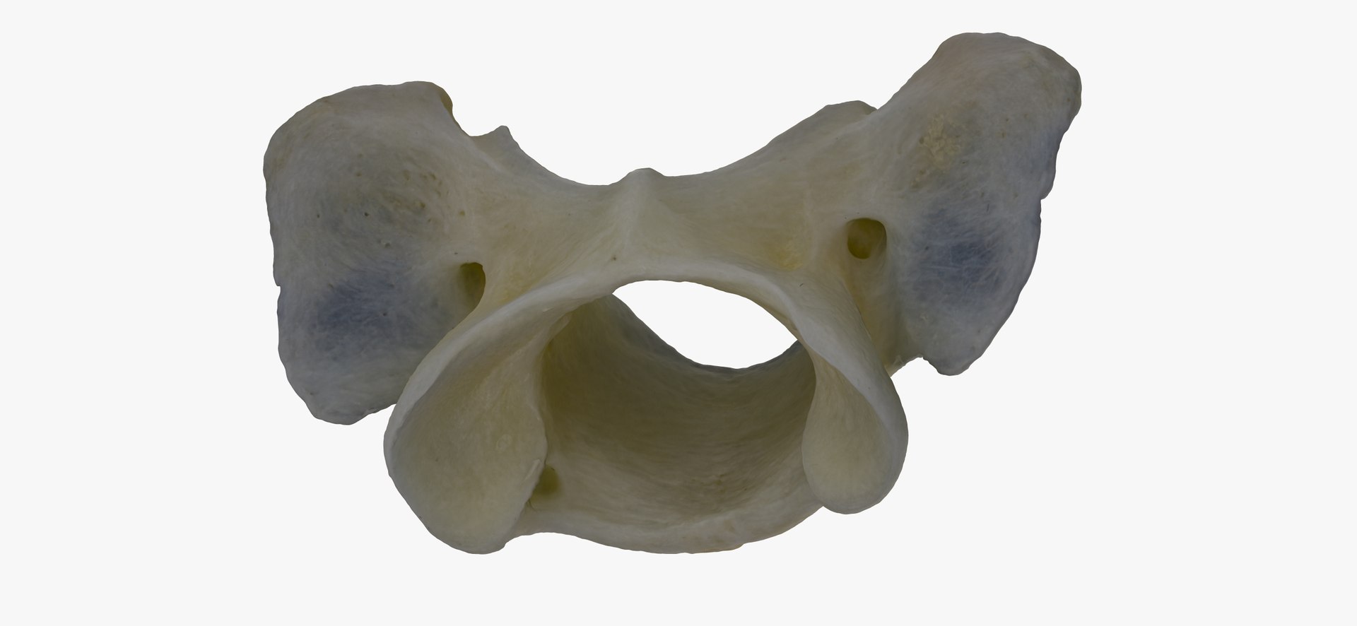3D Domestic Cat Cervical Vertebrae C1 Atlas 01 RAW Scan - TurboSquid ...