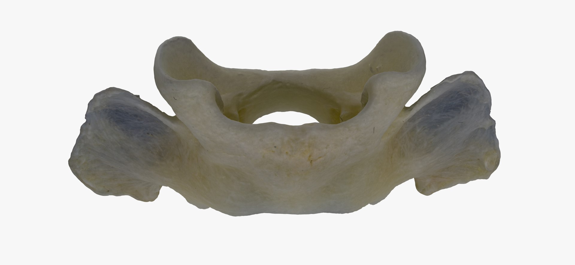 3D Domestic Cat Cervical Vertebrae C1 Atlas 01 RAW Scan - TurboSquid ...