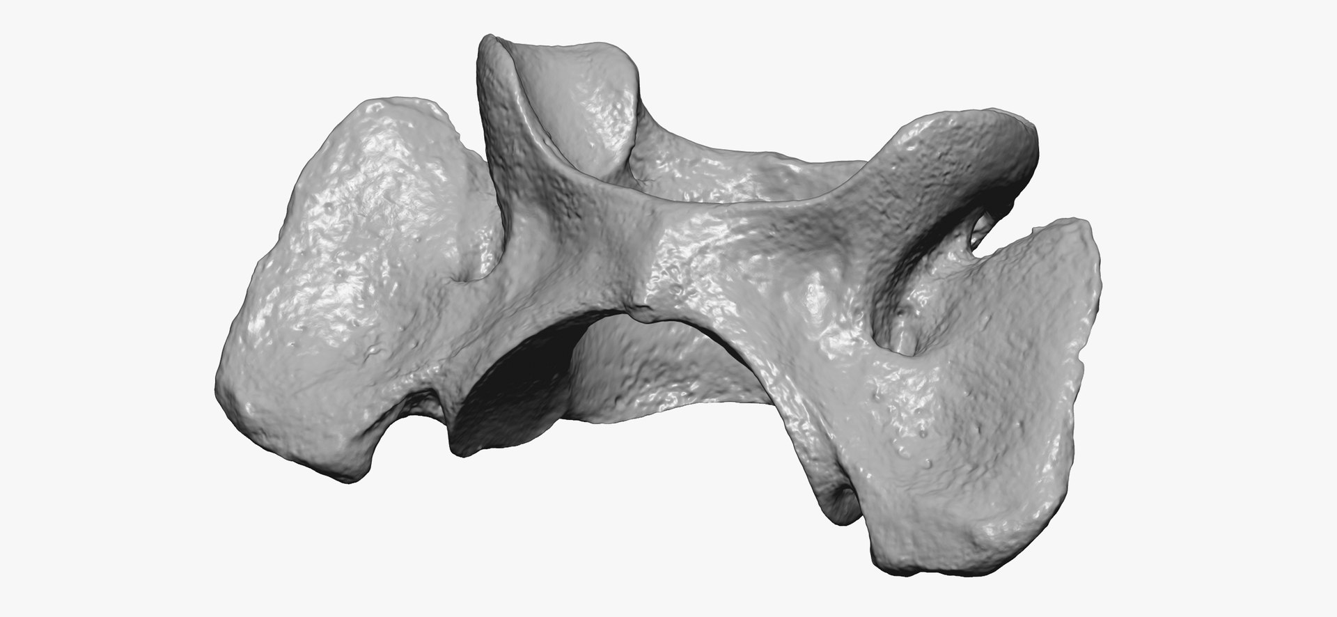 3D Domestic Cat Cervical Vertebrae C1 Atlas 01 RAW Scan - TurboSquid ...