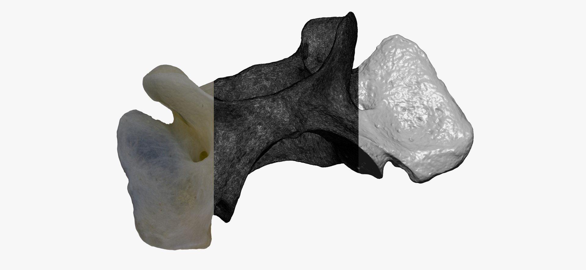 3D Domestic Cat Cervical Vertebrae C1 Atlas 01 RAW Scan - TurboSquid ...