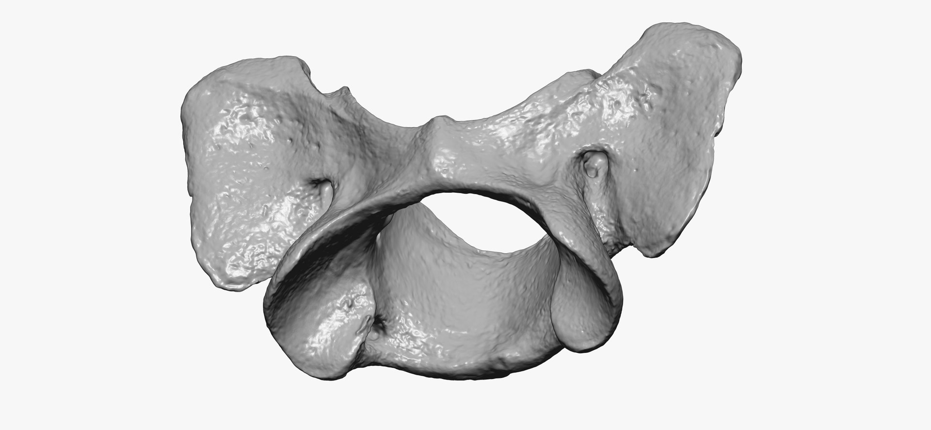 3D Domestic Cat Cervical Vertebrae C1 Atlas 01 RAW Scan - TurboSquid ...
