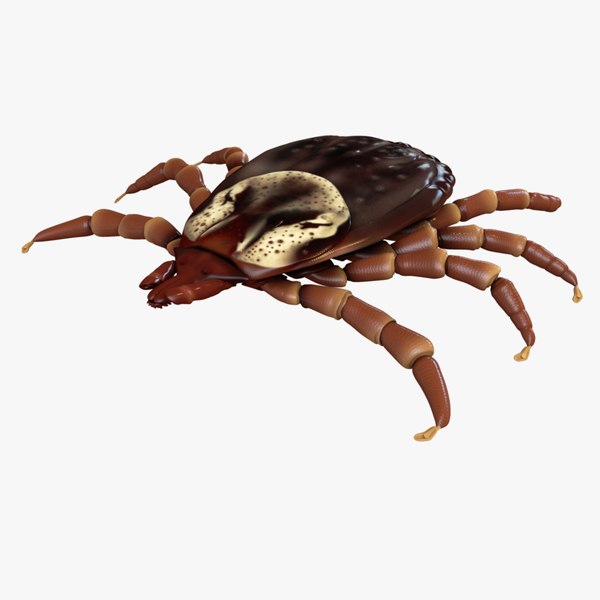 Tick 3D Models for Download | TurboSquid