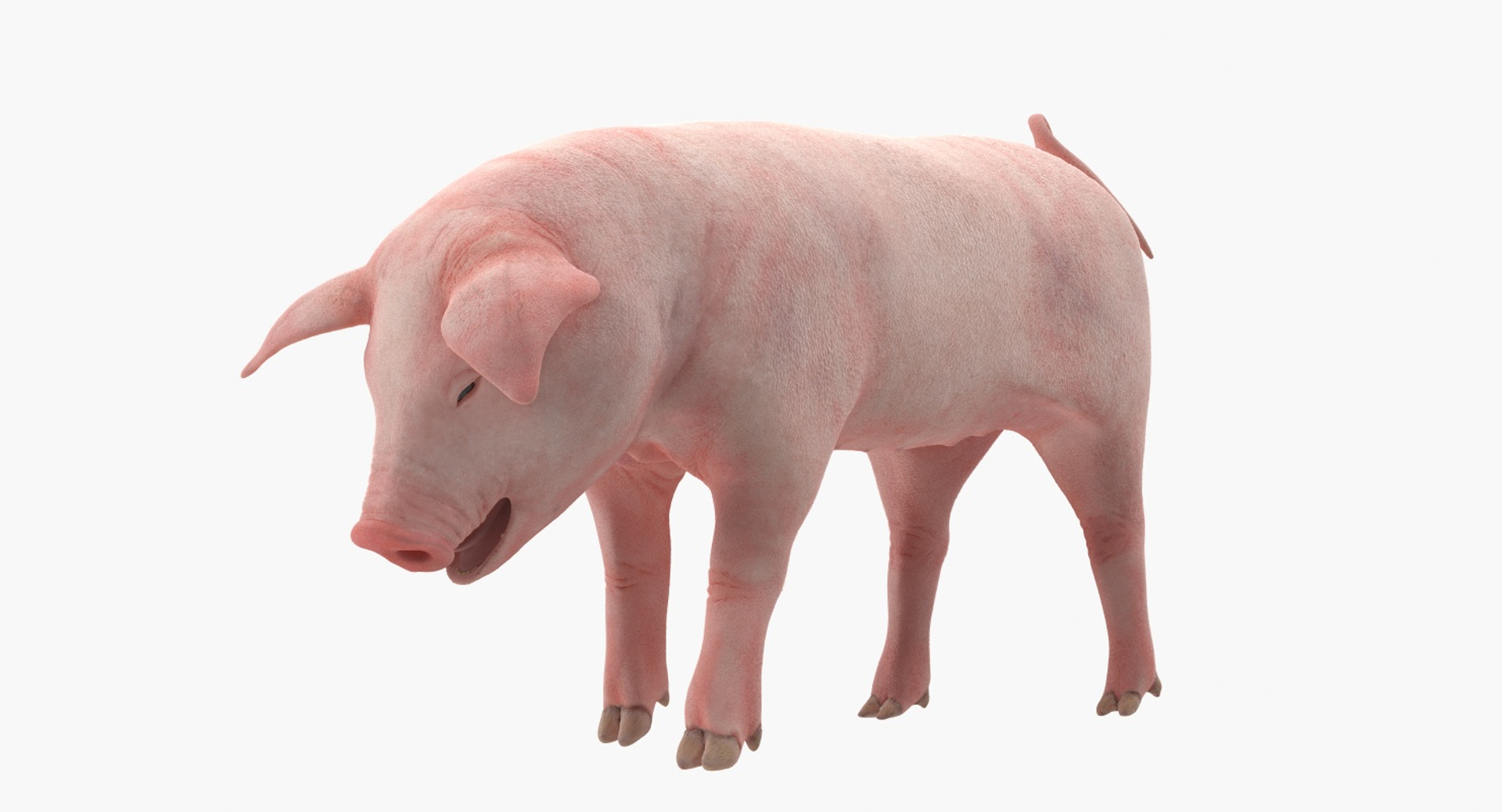 Pig Piglet Landrace Standing 3D Model - TurboSquid 1358006