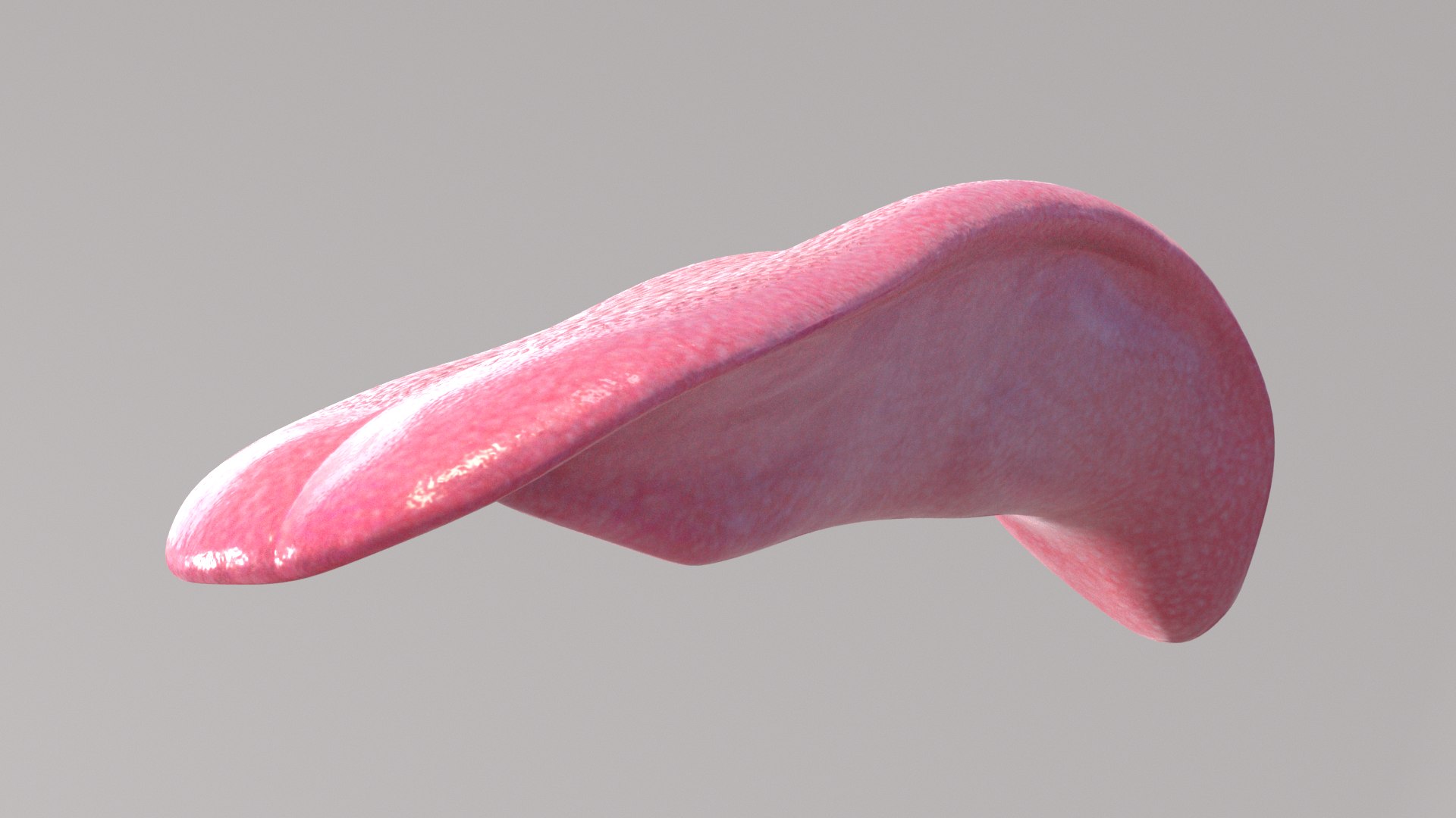 3D Realistic Cat Tongue Model - TurboSquid 1436937