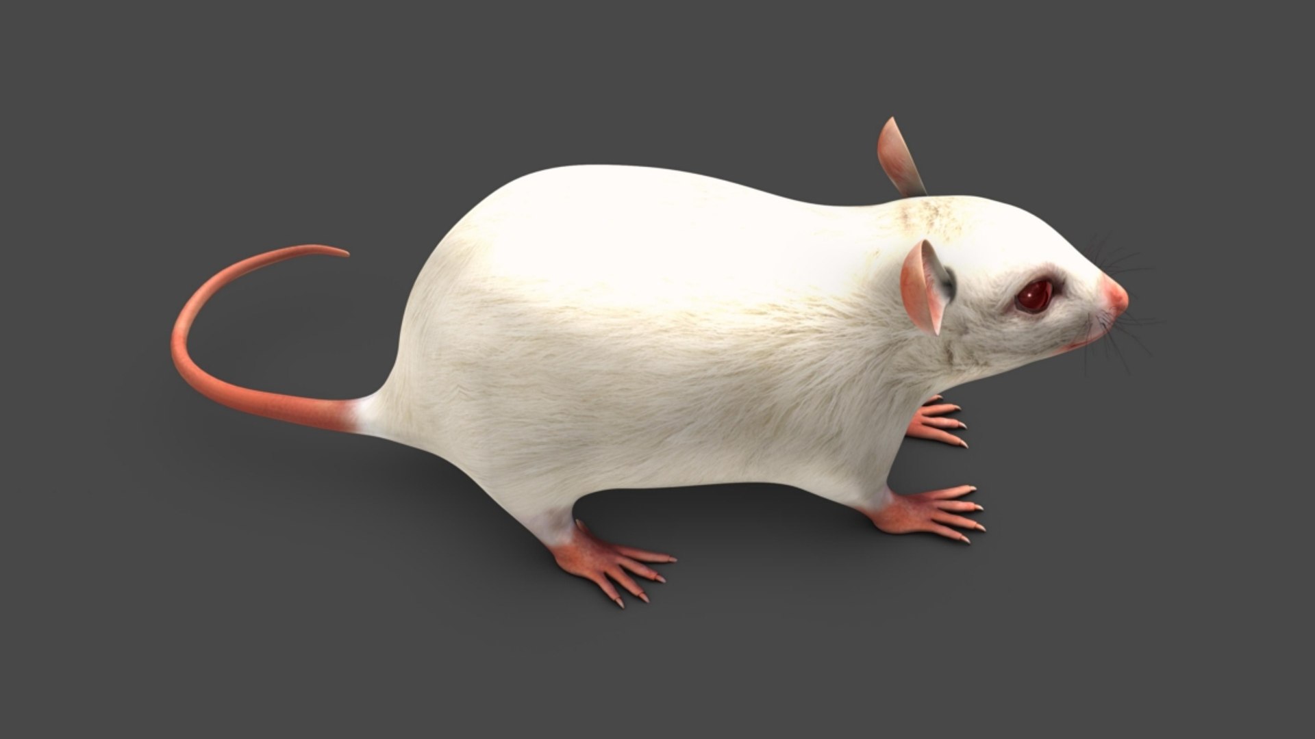 3D rodents mice - TurboSquid 1263007