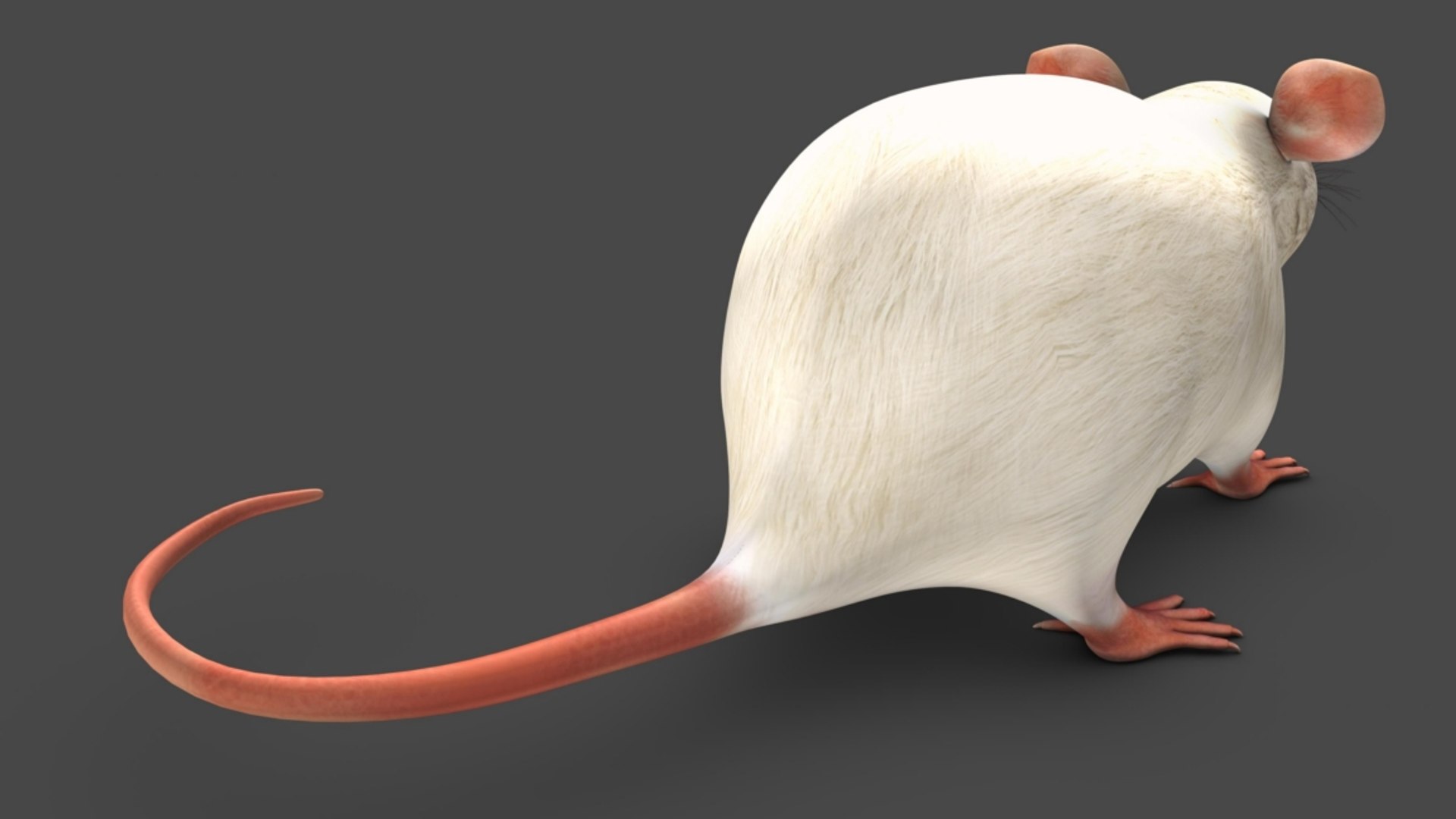 3D rodents mice - TurboSquid 1263007