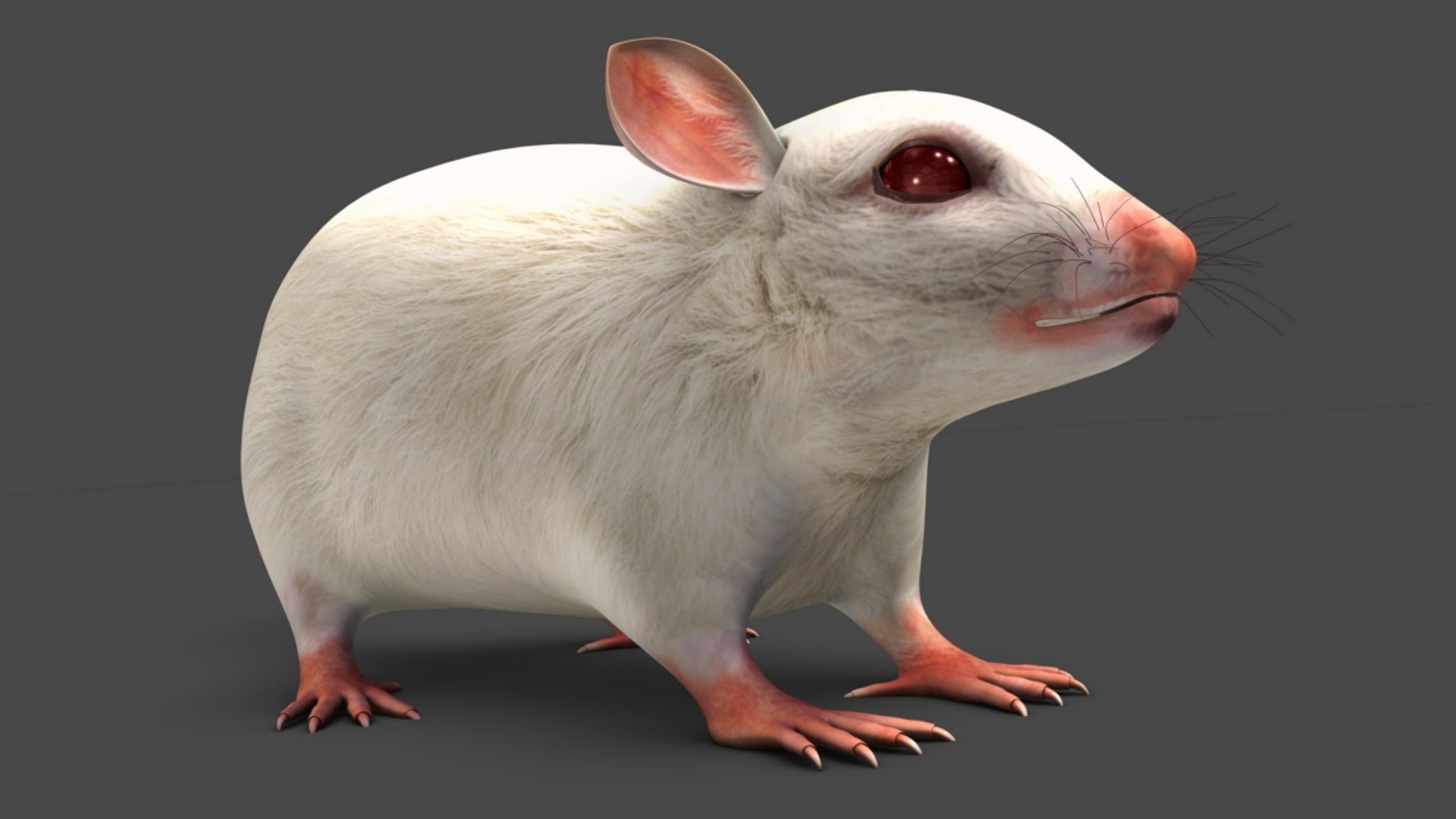 3D rodents mice - TurboSquid 1263007