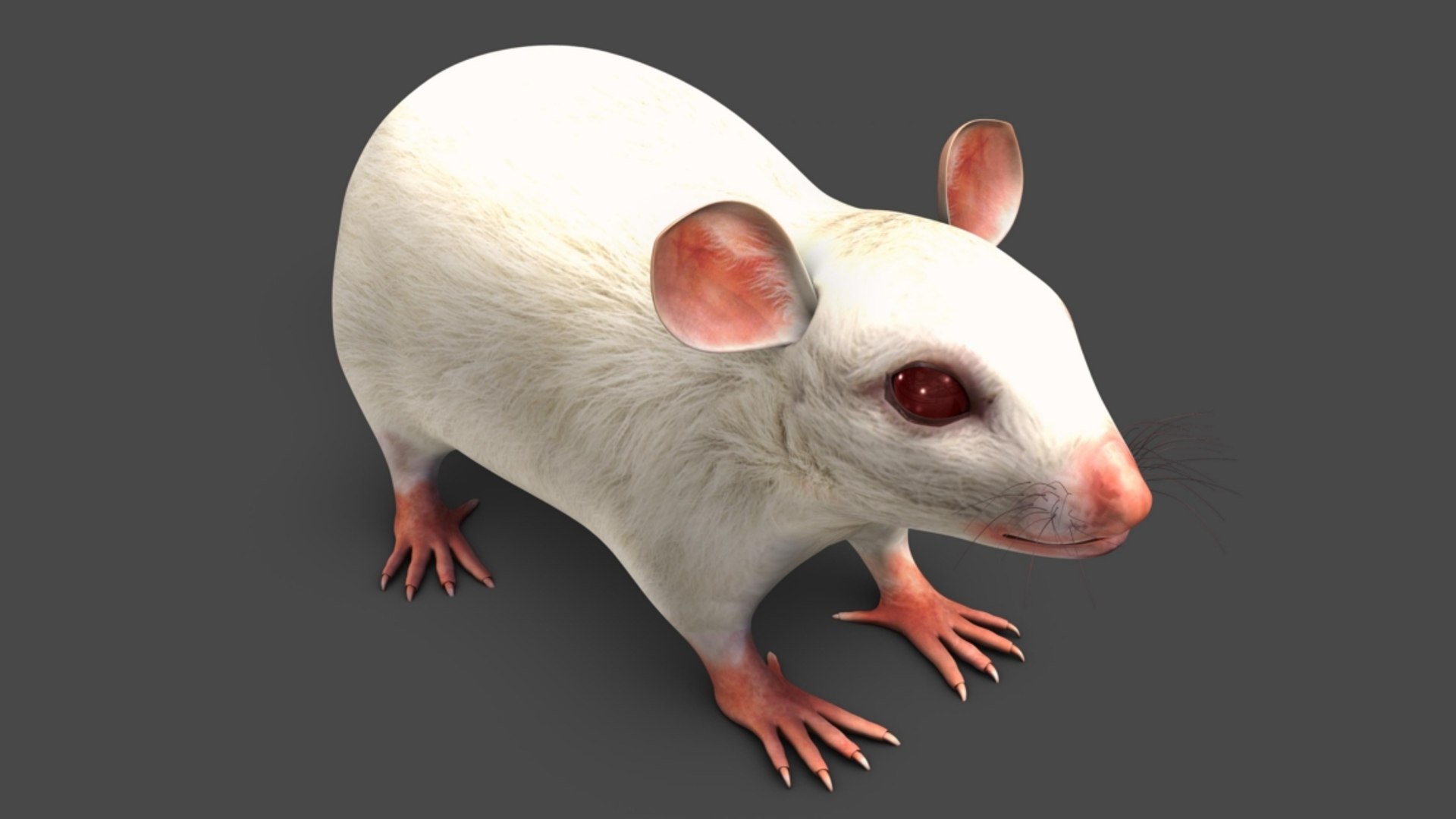 3D rodents mice - TurboSquid 1263007
