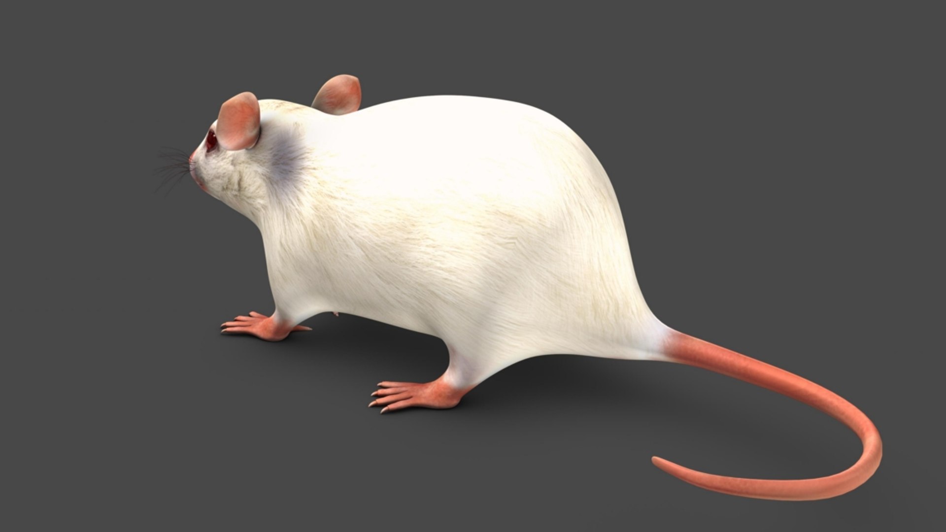 3D rodents mice - TurboSquid 1263007