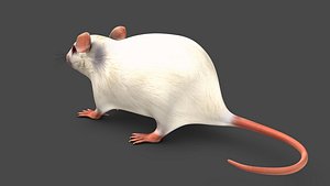 Mouse 3D Models for Download | TurboSquid