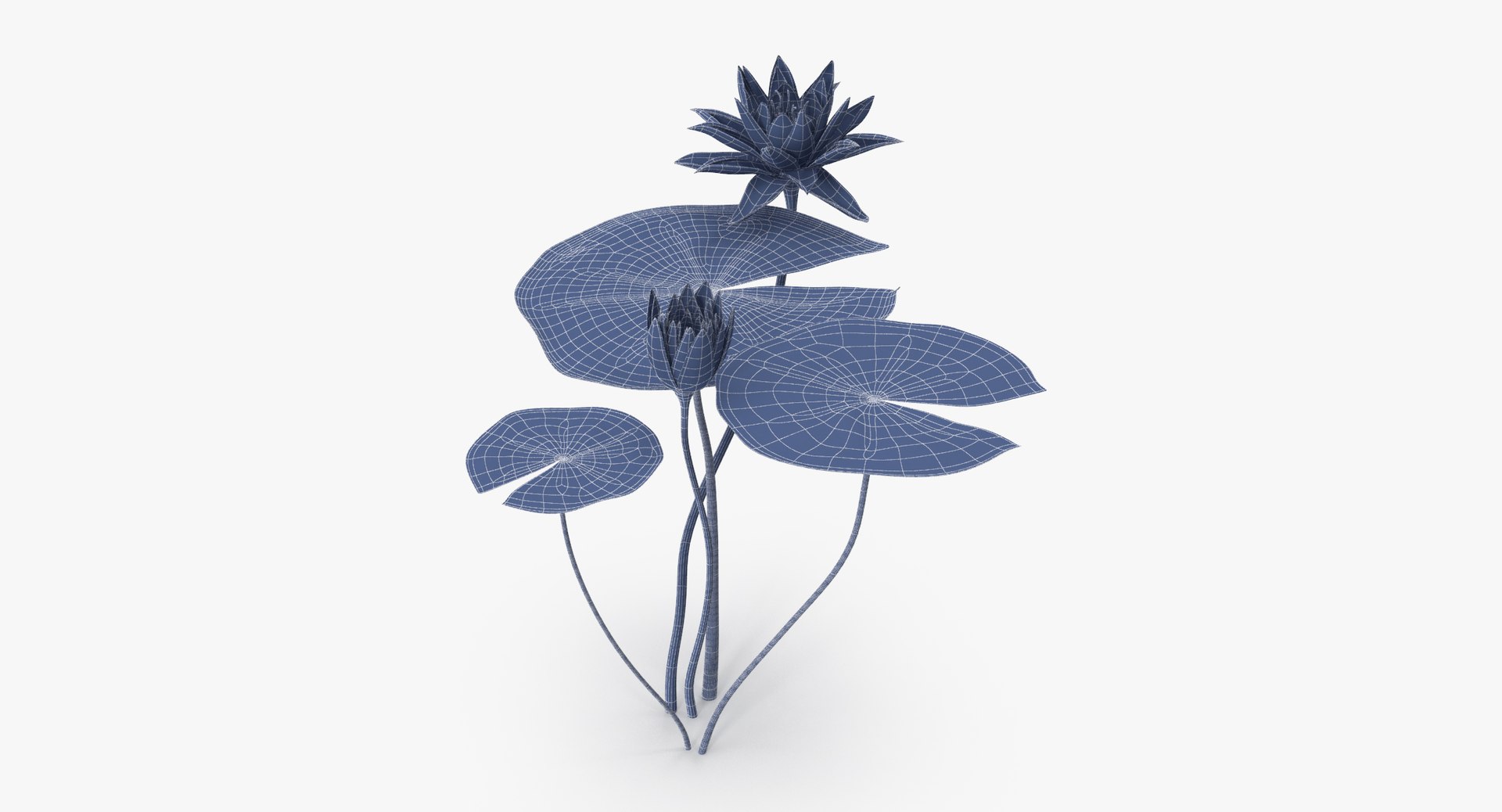 3d model water lily 04