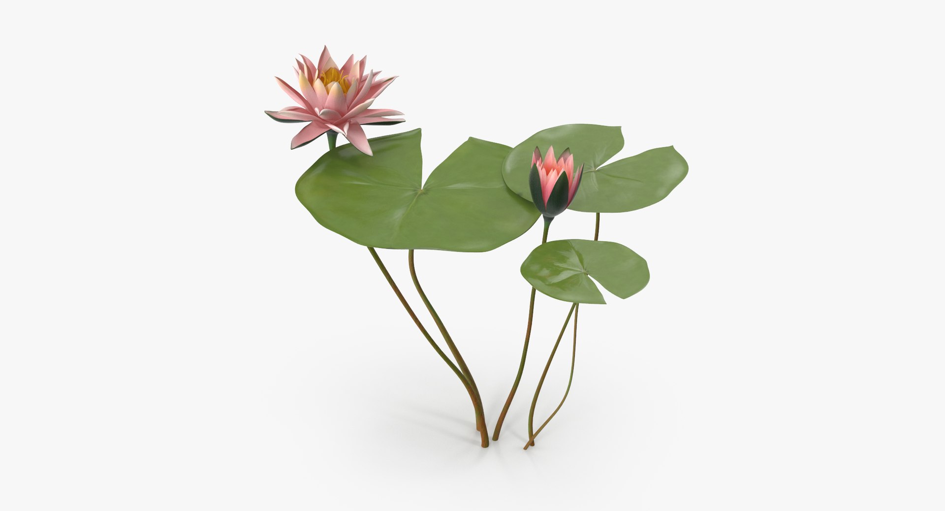 3d model water lily 04