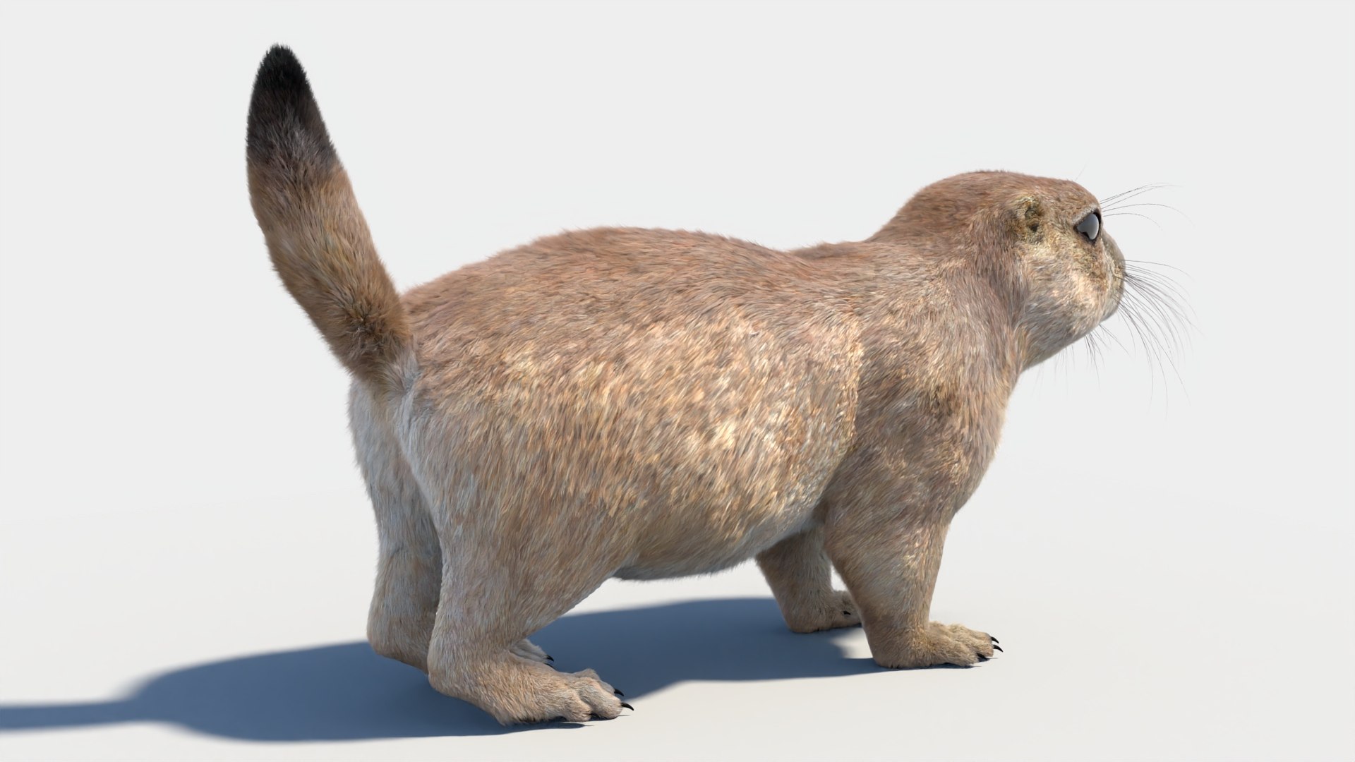 Prairie Dog 3D Model With Fur 3D - TurboSquid 2283907
