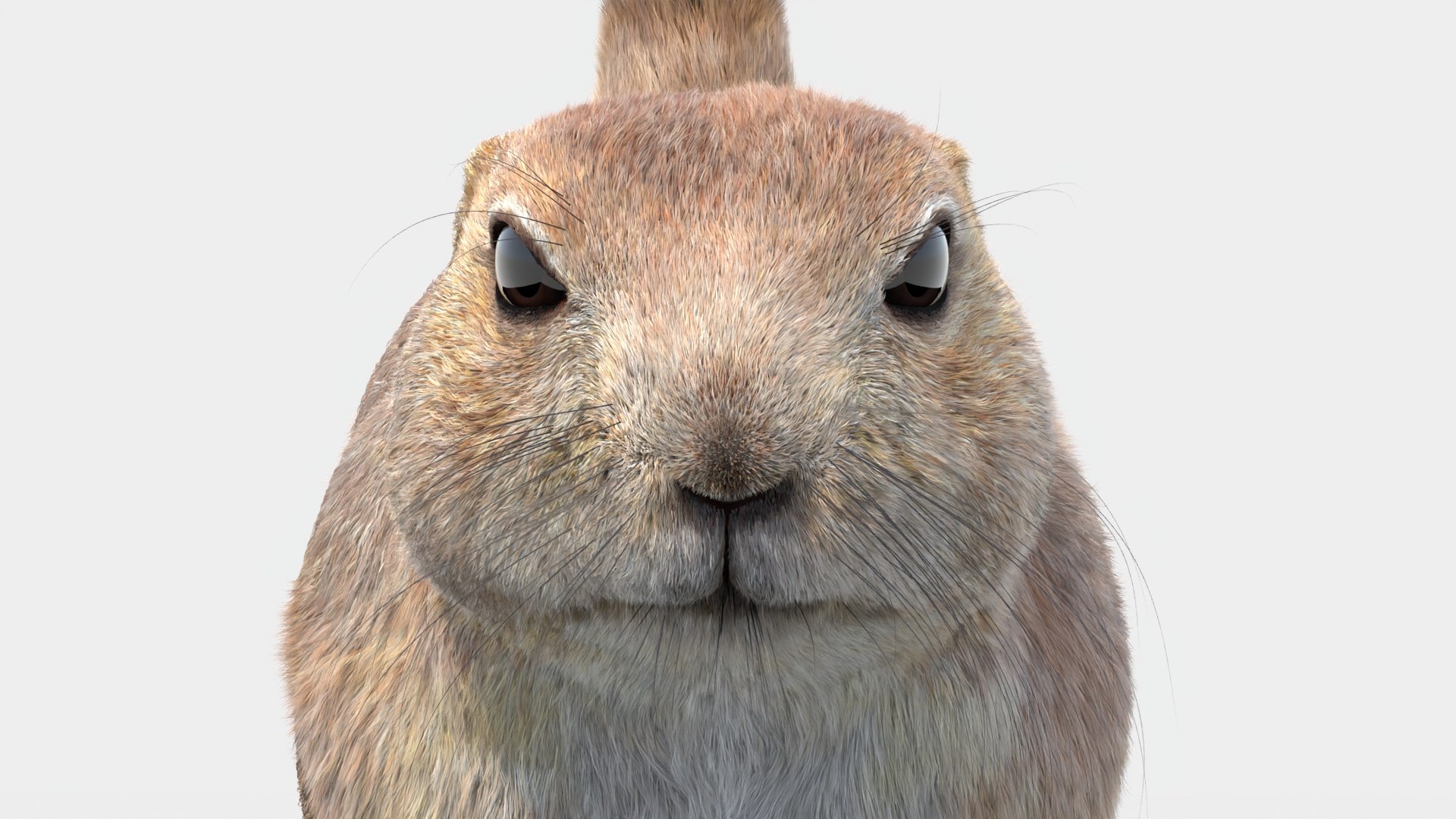 Prairie Dog 3D Model With Fur 3D - TurboSquid 2283907