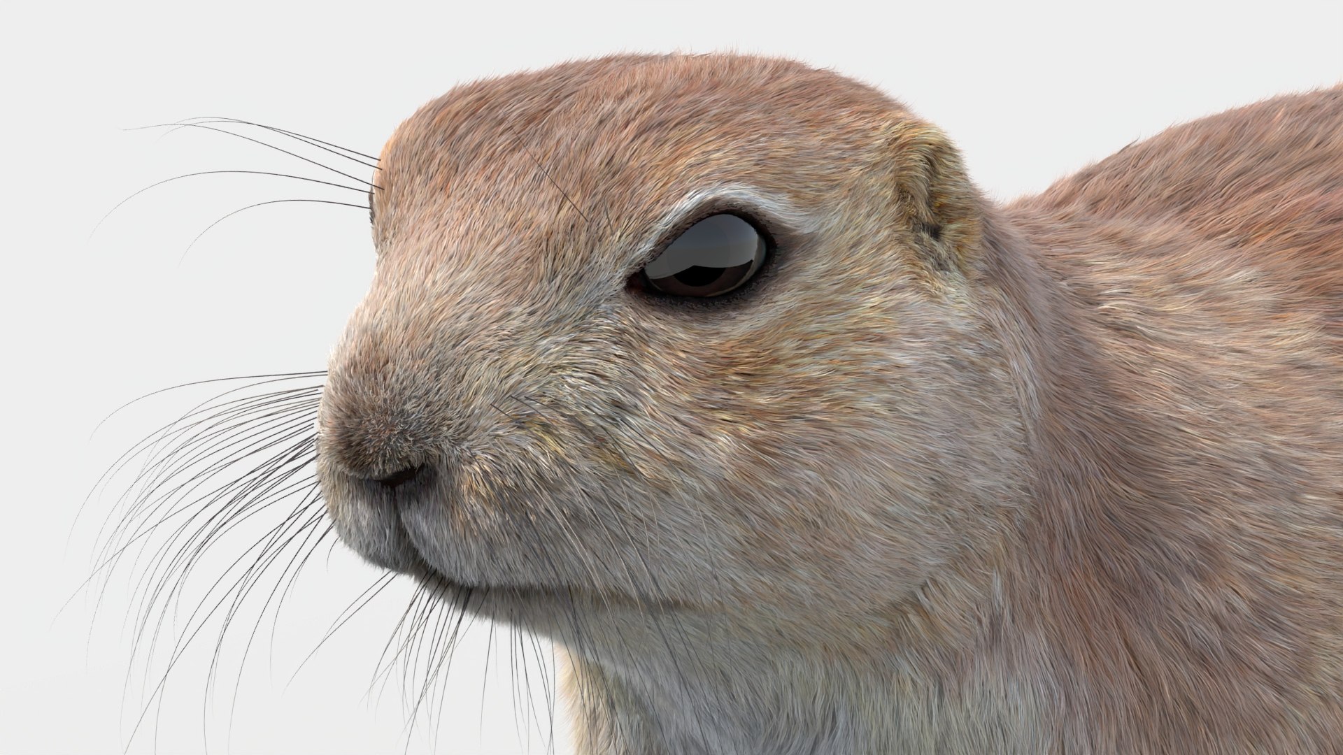 Prairie Dog 3D Model With Fur 3D - TurboSquid 2283907