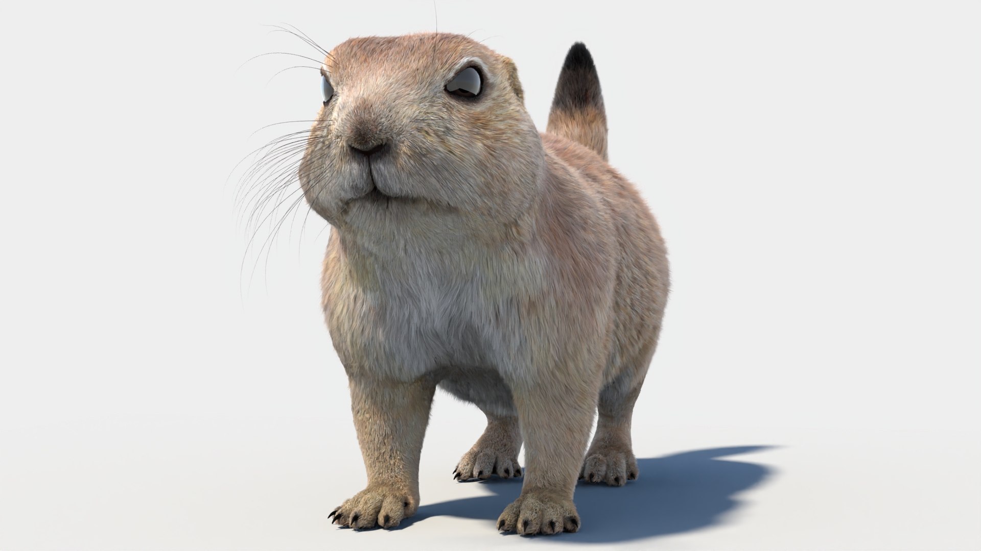 Prairie Dog 3D Model With Fur 3D - TurboSquid 2283907