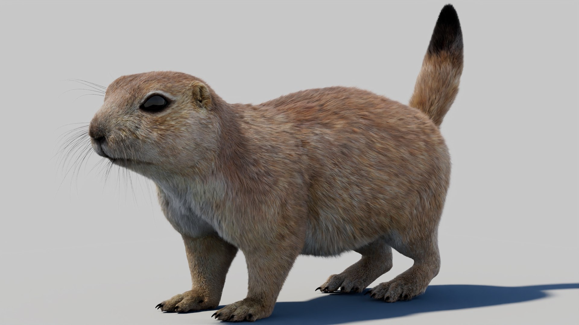 Prairie Dog 3D Model With Fur 3D - TurboSquid 2283907