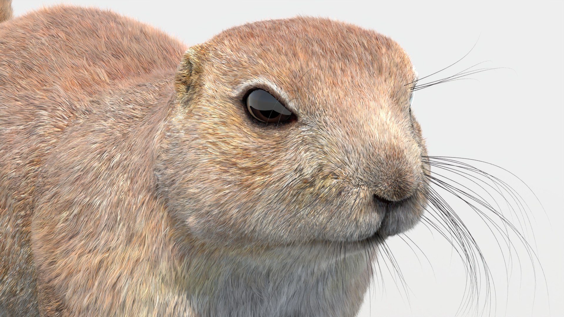 Prairie Dog 3D Model With Fur 3D - TurboSquid 2283907