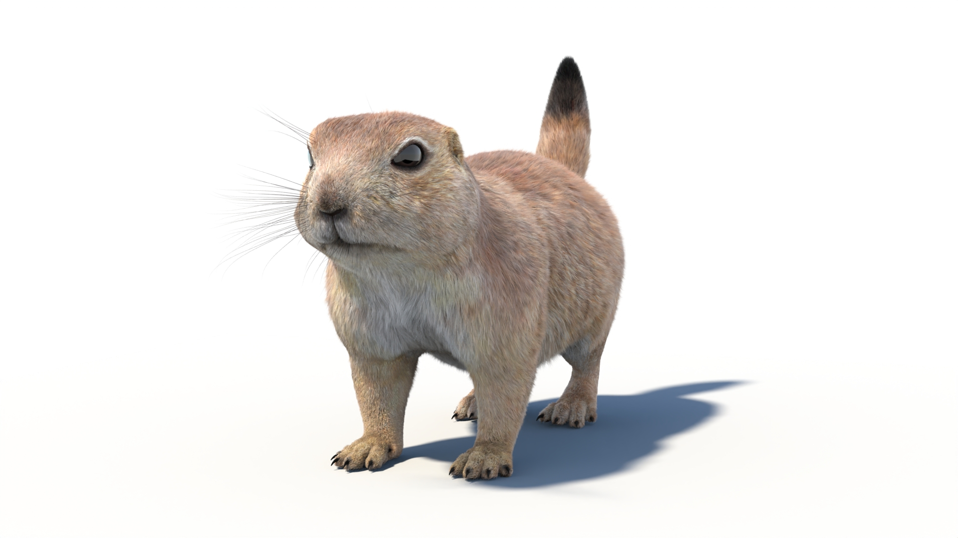 Prairie Dog 3D Model With Fur 3D - TurboSquid 2283907
