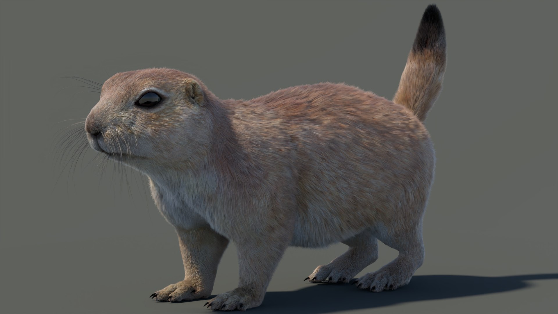 Prairie Dog 3D Model With Fur 3D - TurboSquid 2283907