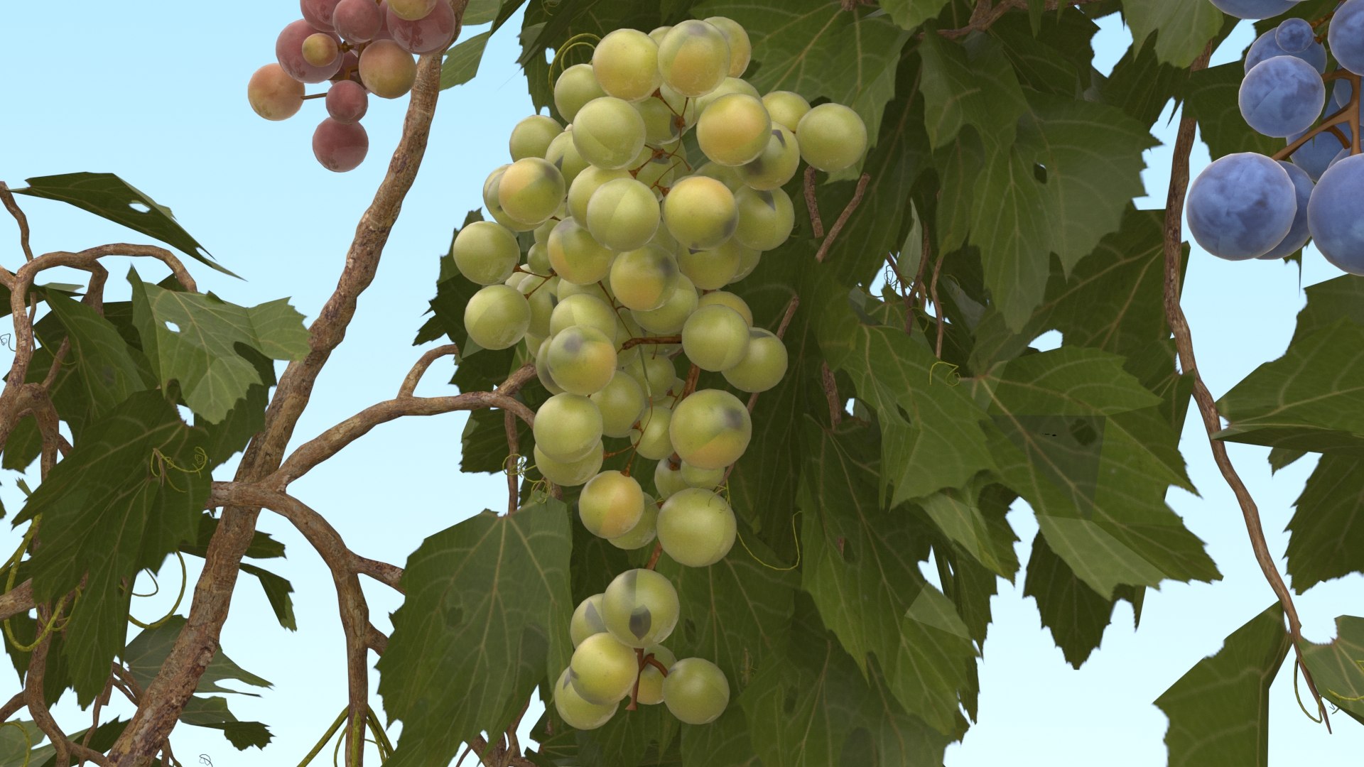 Grape Vine 3D - TurboSquid 2248256