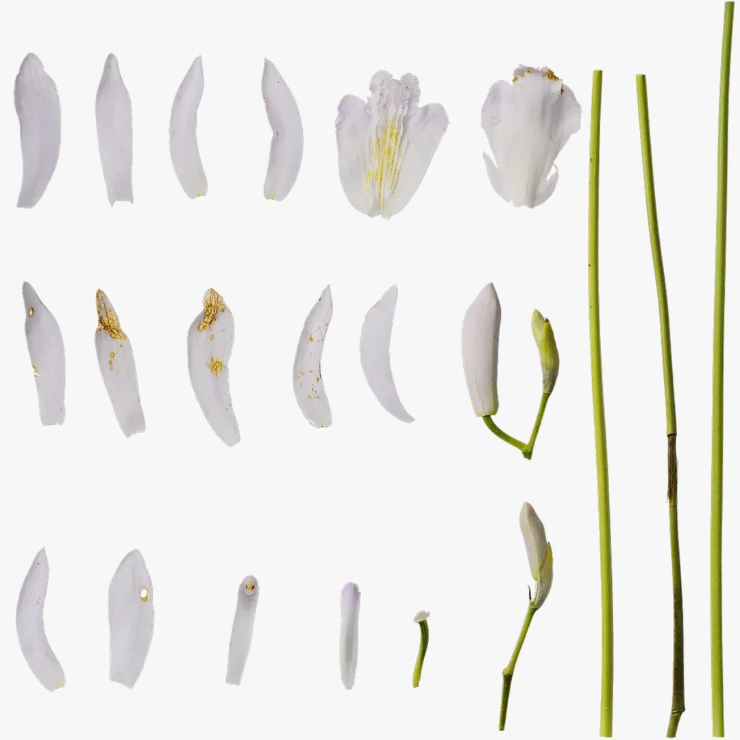 3D Anydrafts Bletilla Striata Flower 05 Textures - TurboSquid 2352786