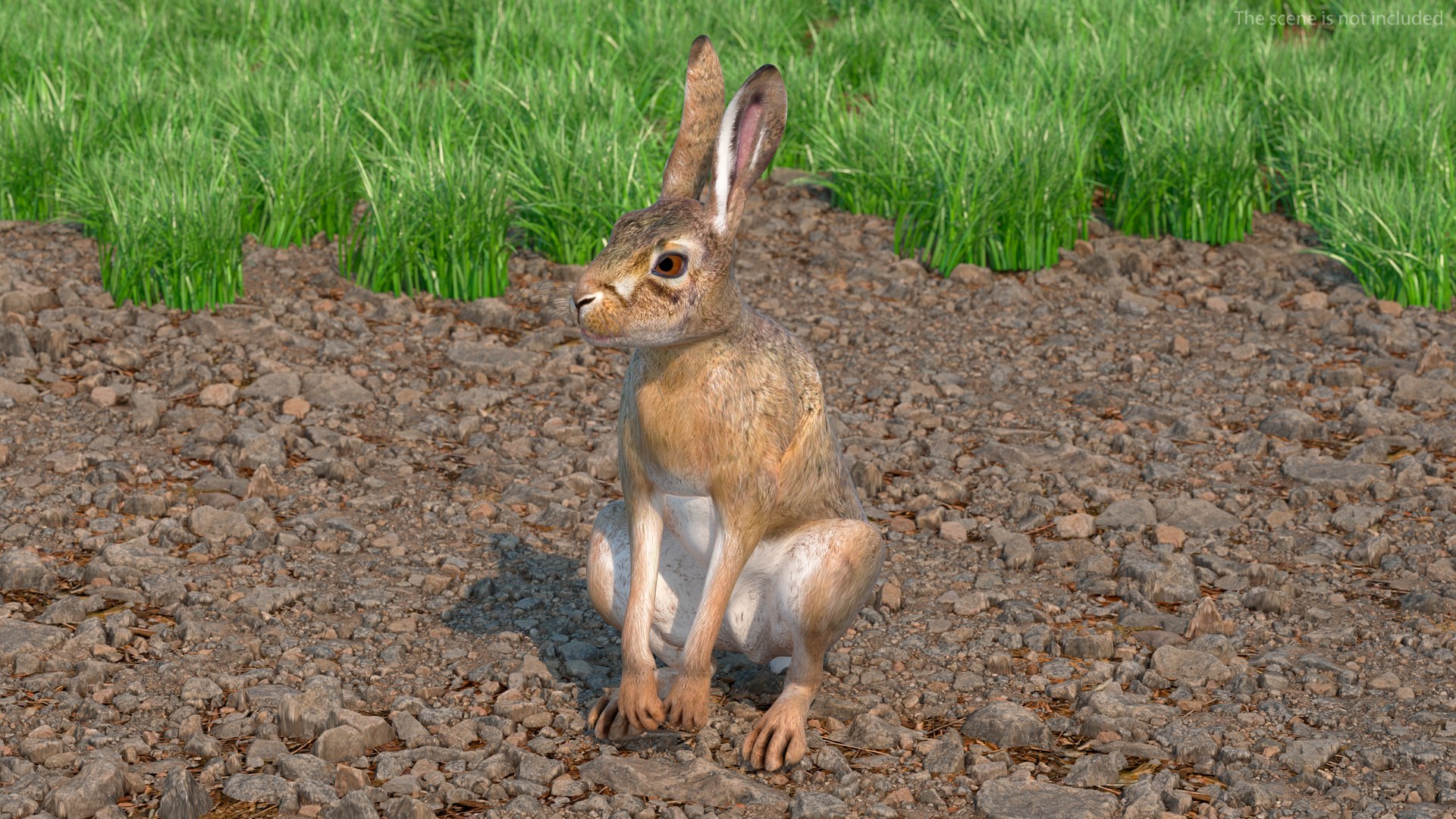 Hare Animated Rigged For Cinema 4D 3D Model - TurboSquid 2270204