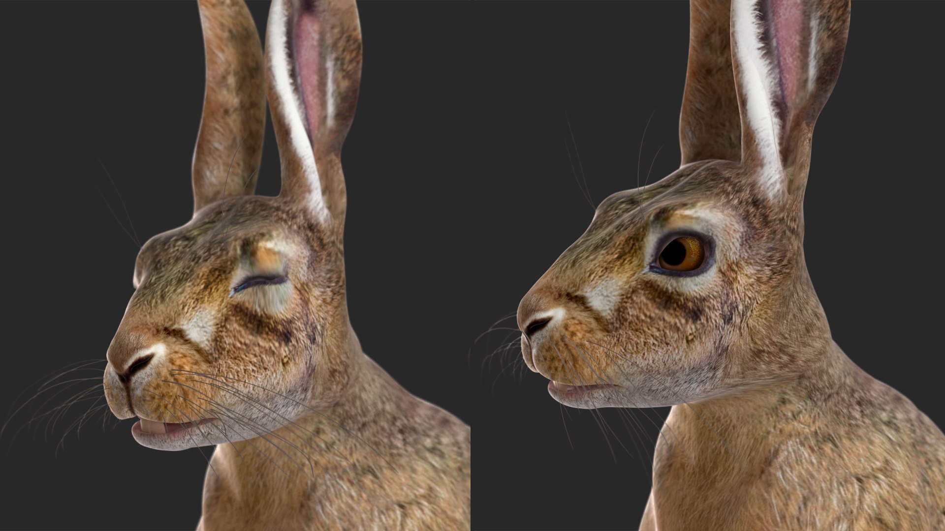 Hare Animated Rigged For Cinema 4D 3D Model - TurboSquid 2270204