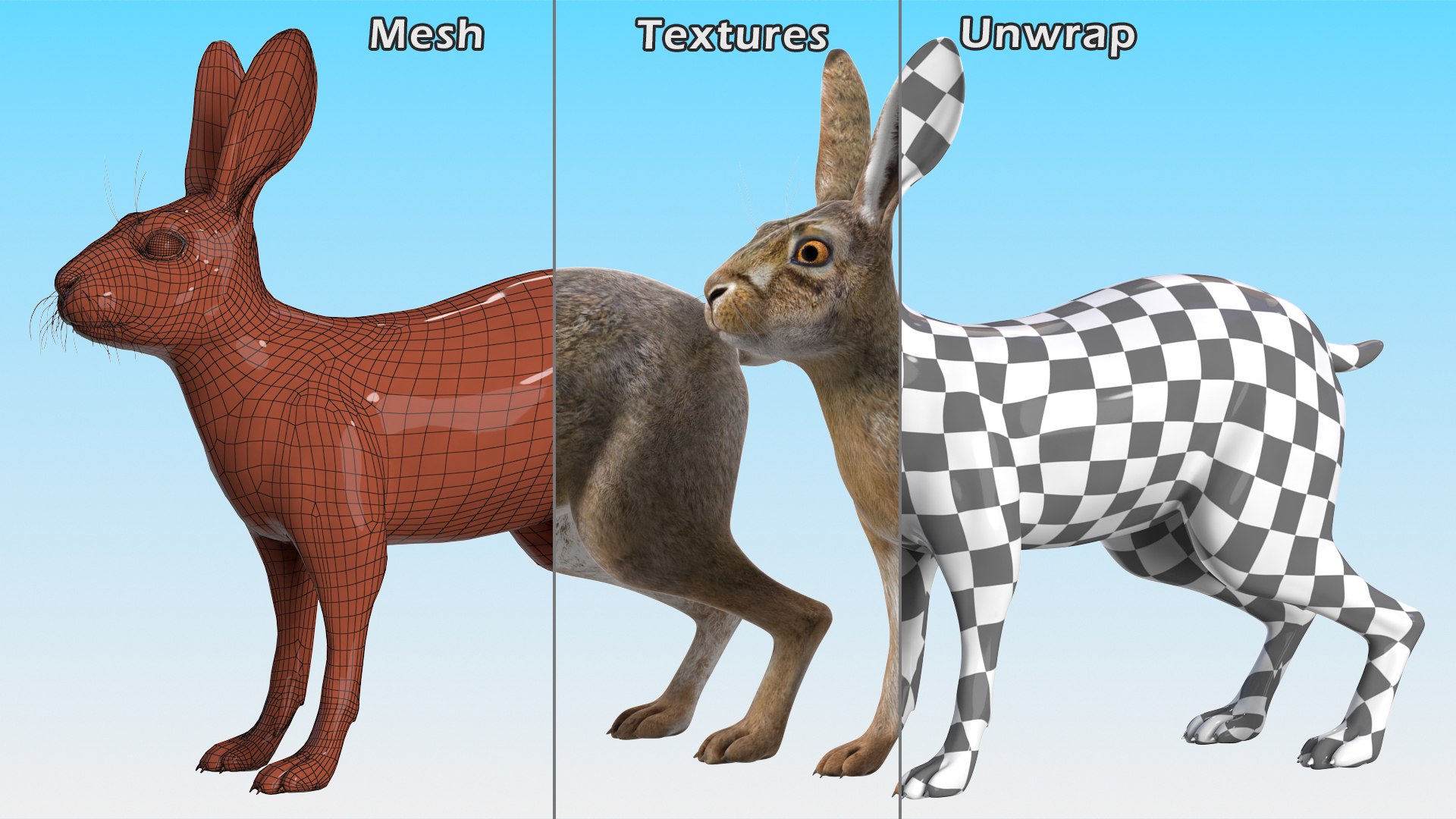 Hare Animated Rigged For Cinema 4D 3D Model - TurboSquid 2270204