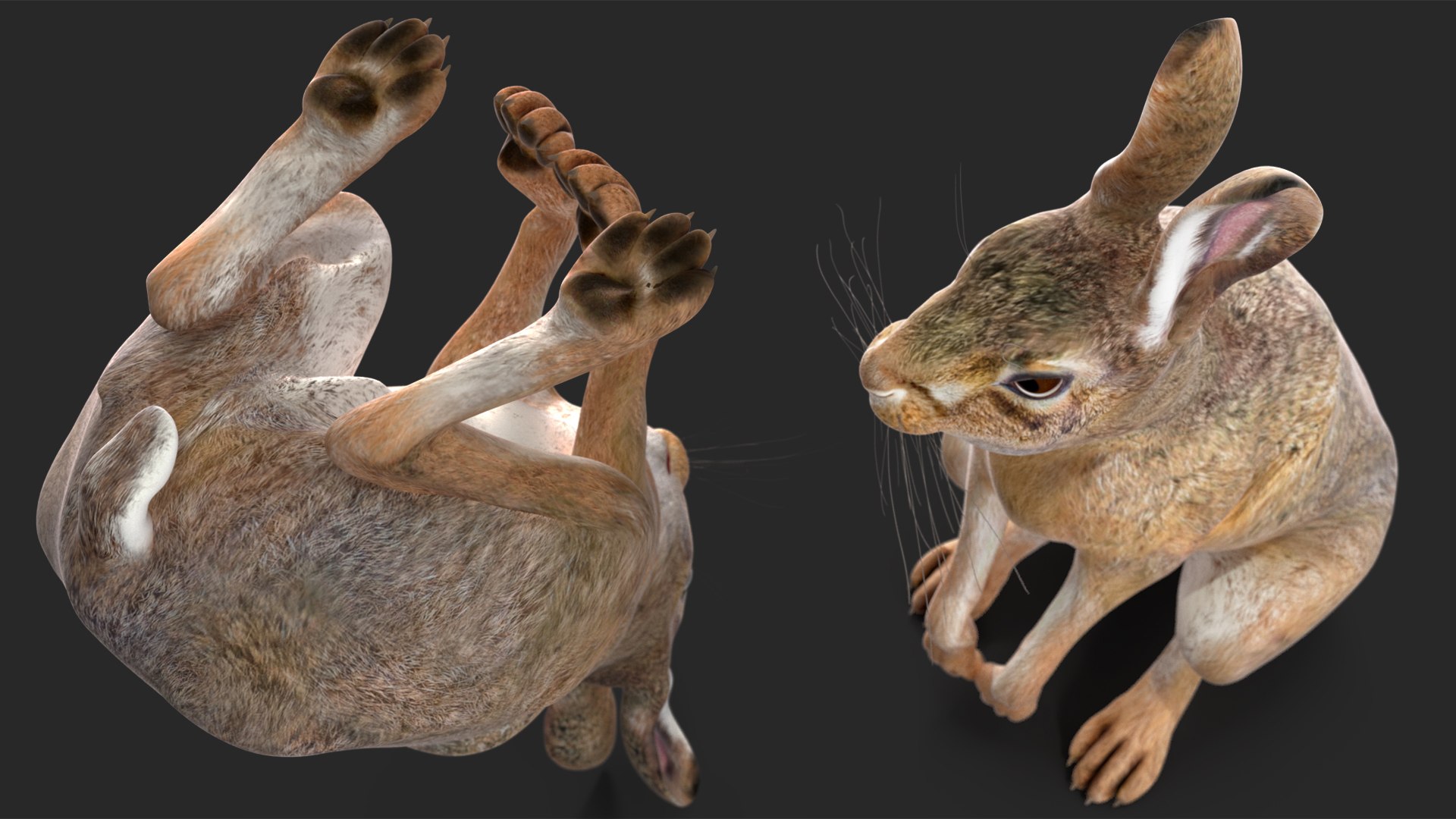 Hare Animated Rigged For Cinema 4D 3D Model - TurboSquid 2270204