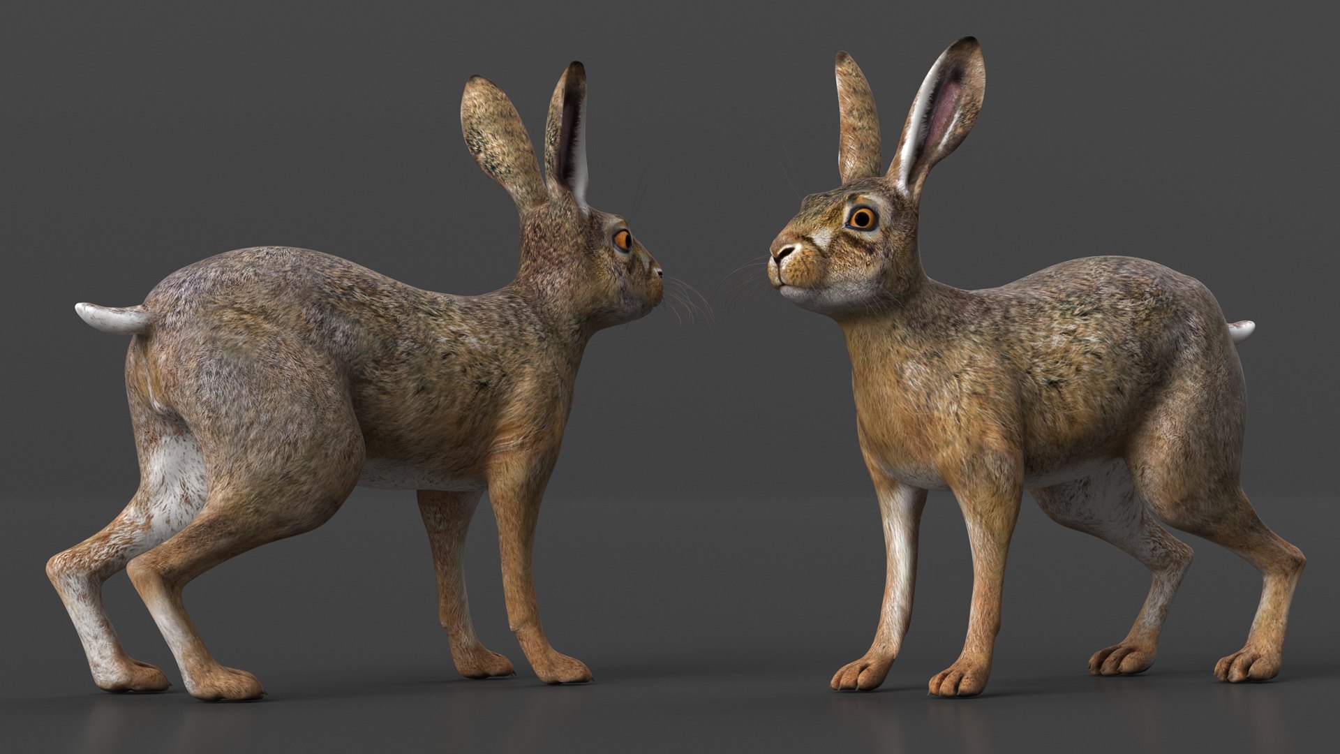 Hare Animated Rigged For Cinema 4D 3D Model - TurboSquid 2270204