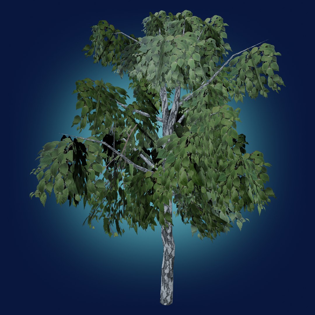 Birch Tree PBR Low-poly Game Ready 3D Model - TurboSquid 1962371