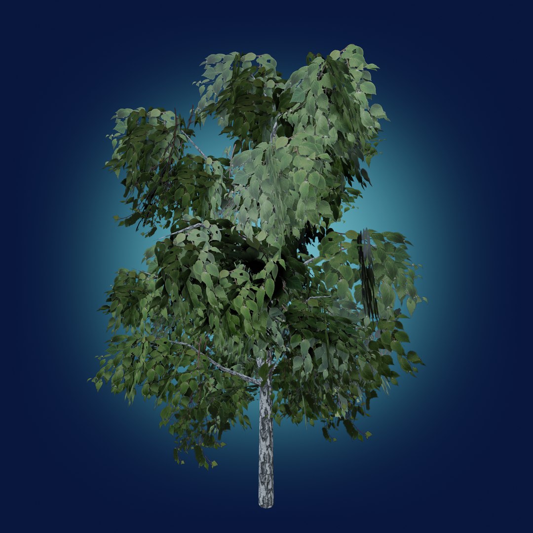 Birch Tree PBR Low-poly Game Ready 3D Model - TurboSquid 1962371