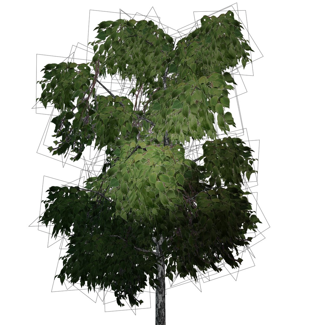 Birch Tree PBR Low-poly Game Ready 3D Model - TurboSquid 1962371
