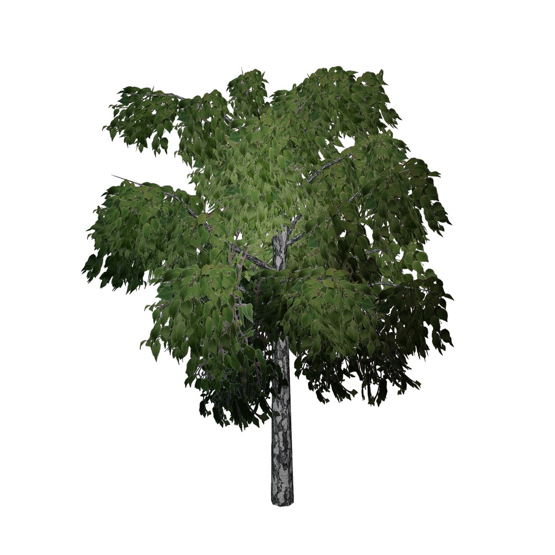 Birch Tree PBR Low-poly Game Ready 3D Model - TurboSquid 1962371