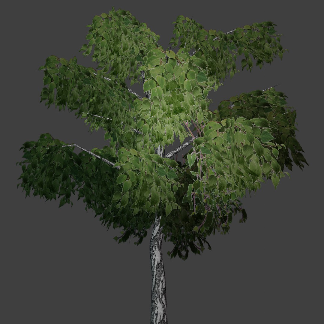 Birch Tree PBR Low-poly Game Ready 3D Model - TurboSquid 1962371