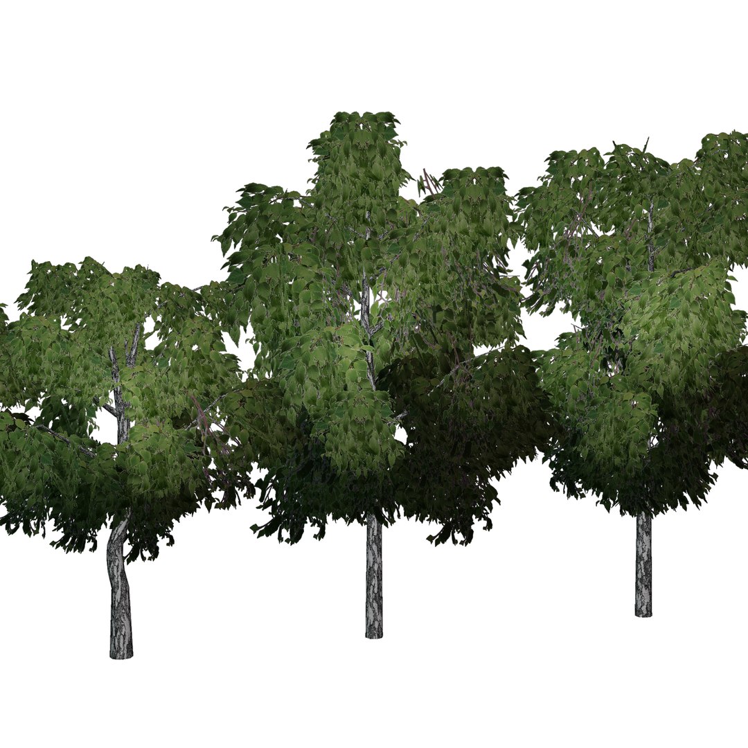 Birch Tree PBR Low-poly Game Ready 3D Model - TurboSquid 1962371