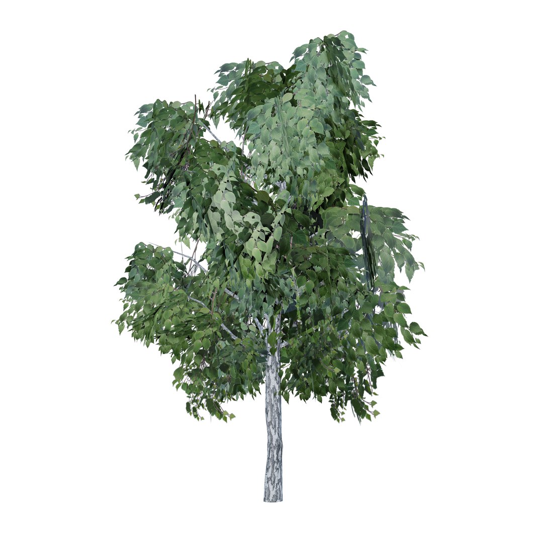 Birch Tree PBR Low-poly Game Ready 3D Model - TurboSquid 1962371