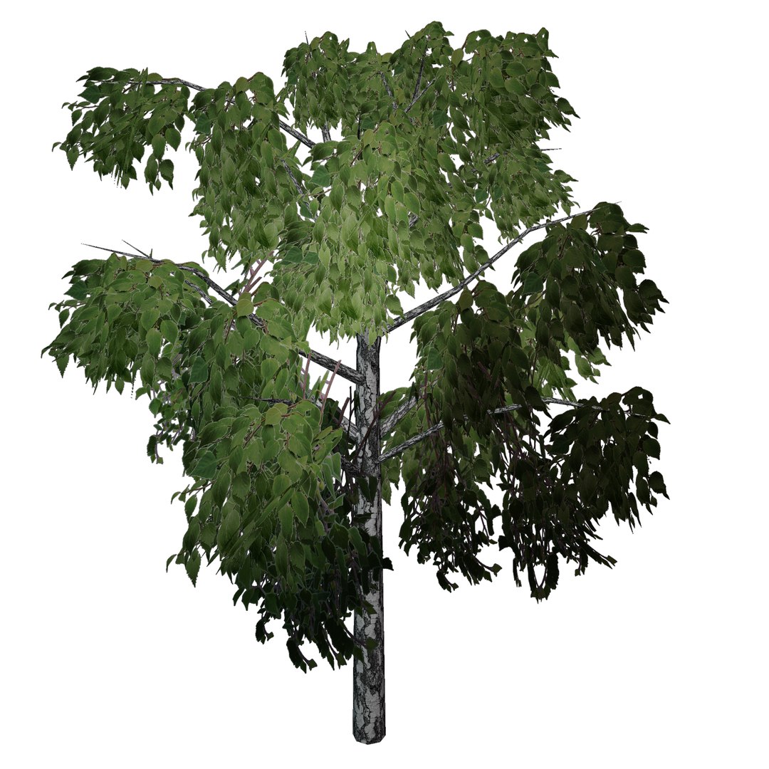 Birch Tree PBR Low-poly Game Ready 3D Model - TurboSquid 1962371
