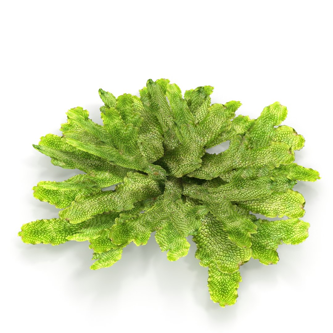 Moss Lichen 3D Model - TurboSquid 1481520