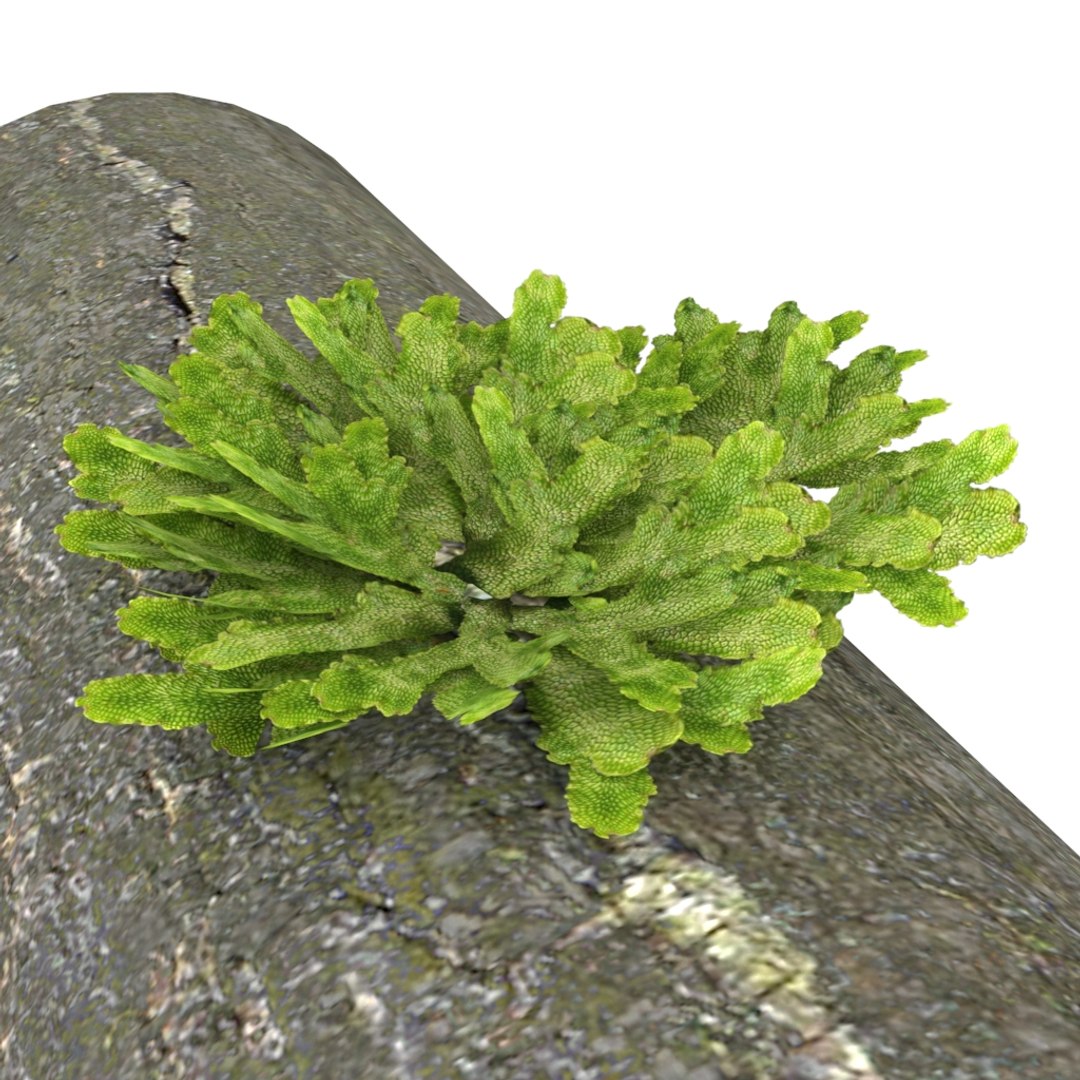 Moss Lichen 3D Model - TurboSquid 1481520