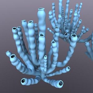 Coral Reef 3D Models for Download | TurboSquid