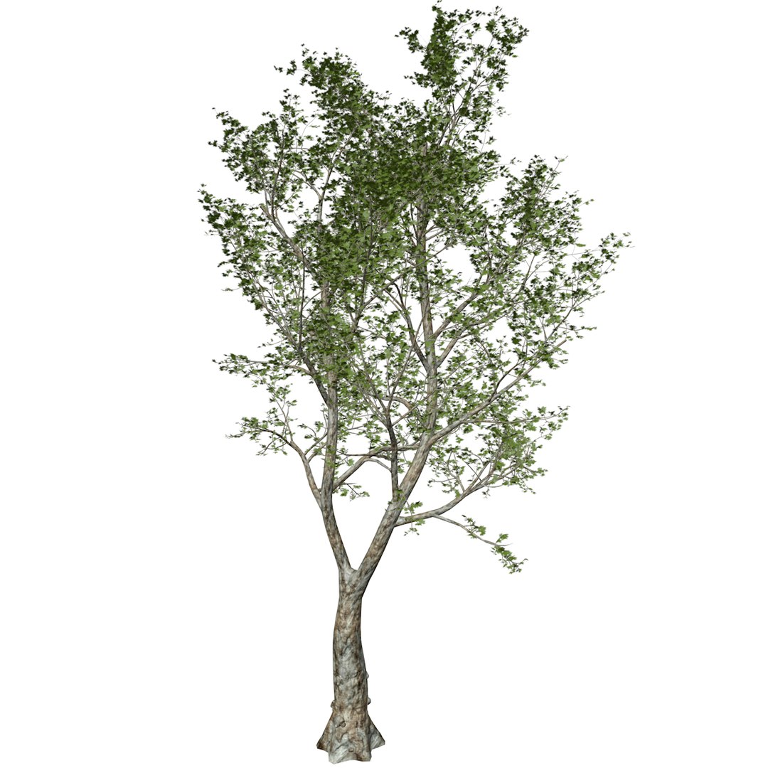 3D London Plane Tree - 04 - Model - TurboSquid 2377083