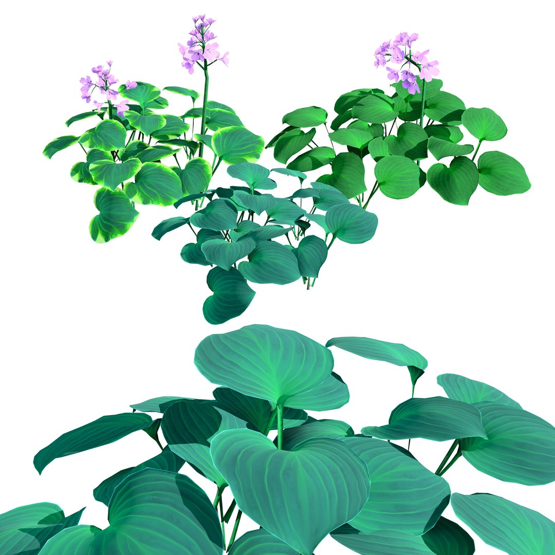 3D Model Realistic Blue Mouse Ears Hosta 3D Model For Every Season ...