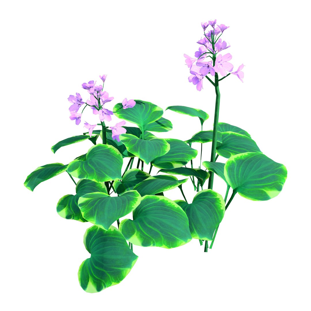 3D Model Realistic Blue Mouse Ears Hosta 3D Model For Every Season ...