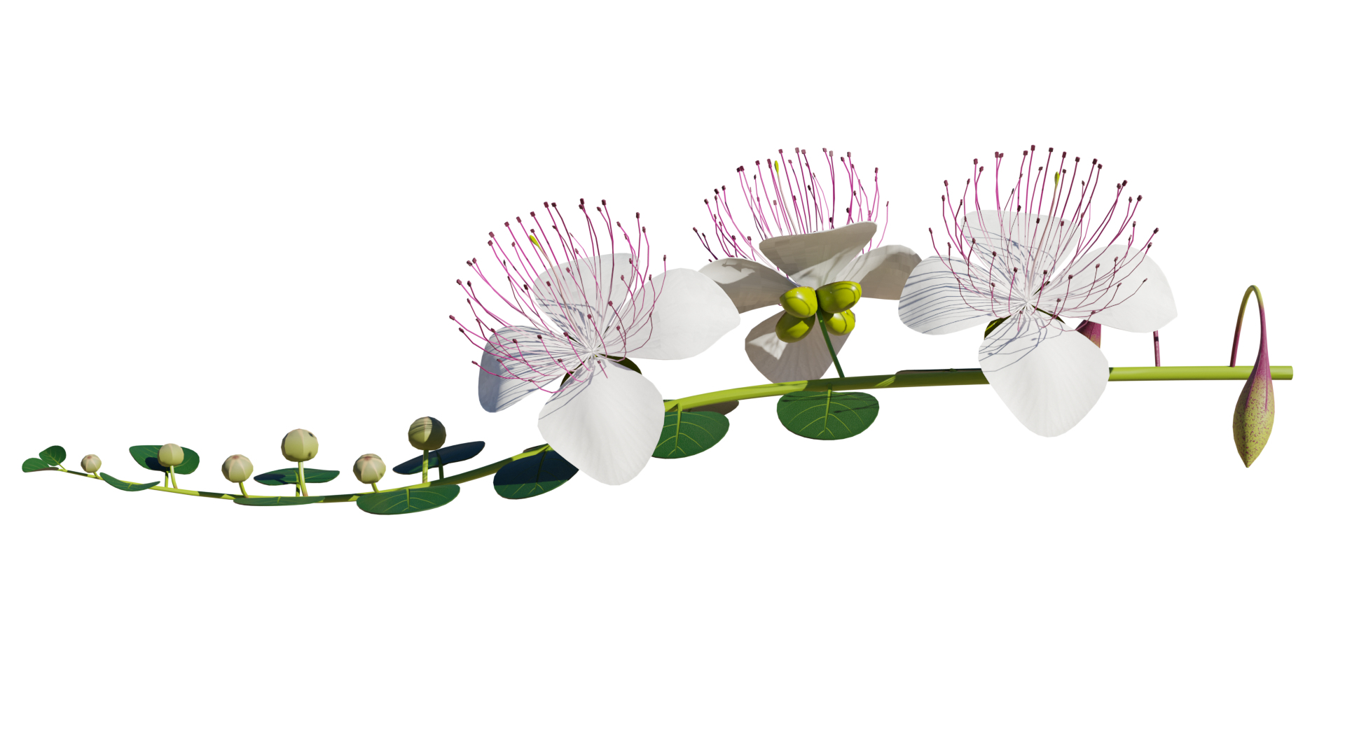 Caper flower 3D - TurboSquid 2030352