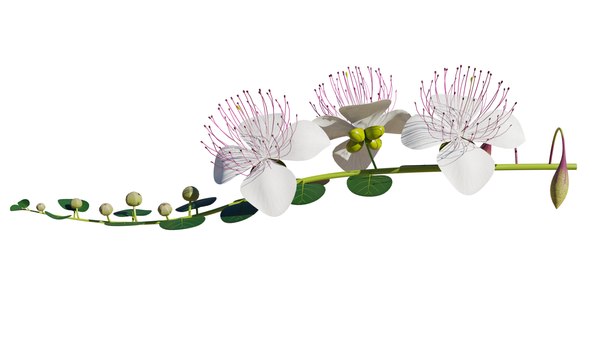 Caper flower 3D - TurboSquid 2030352