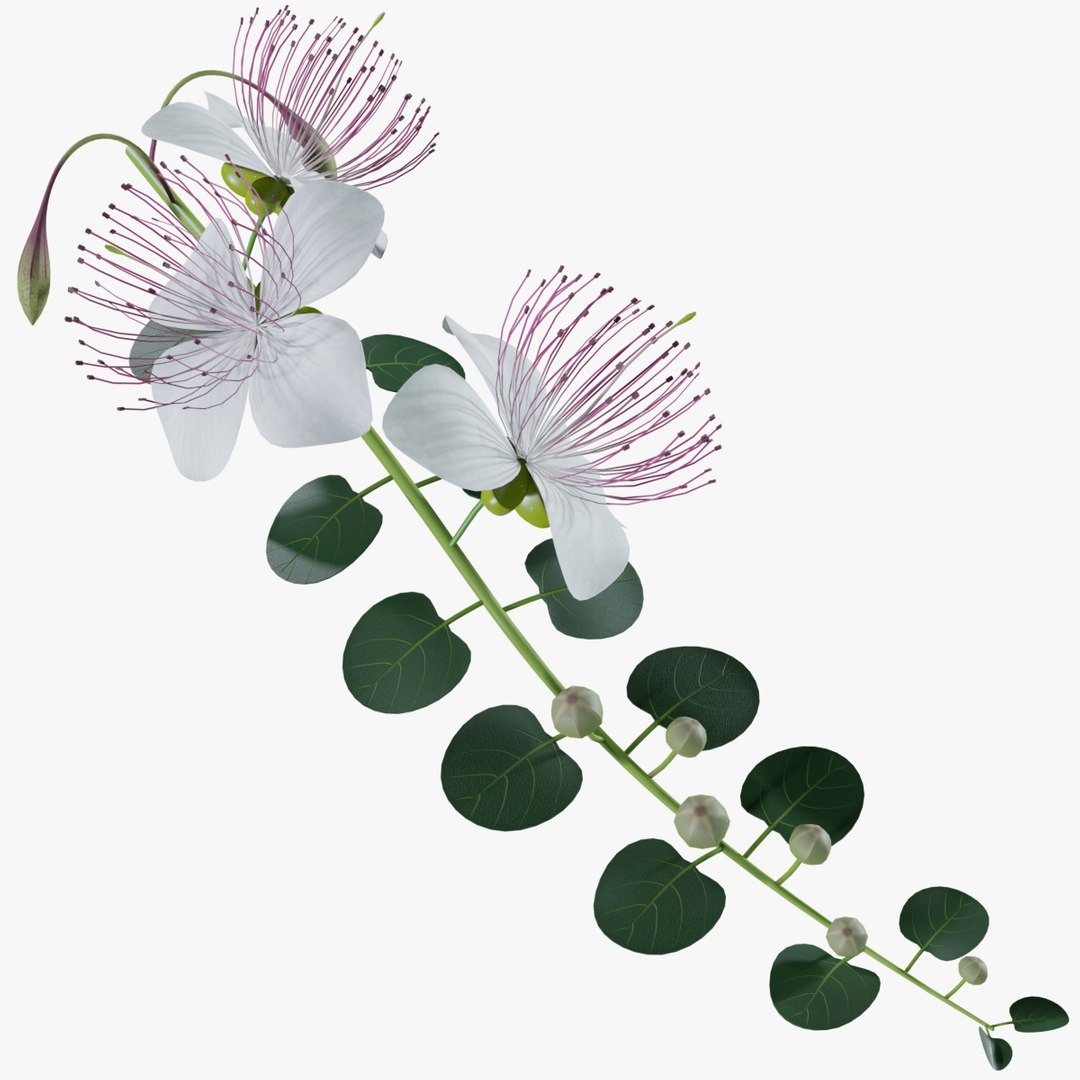 Caper flower 3D - TurboSquid 2030352