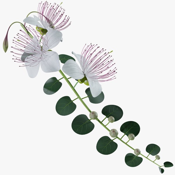 Caper flower 3D - TurboSquid 2030352